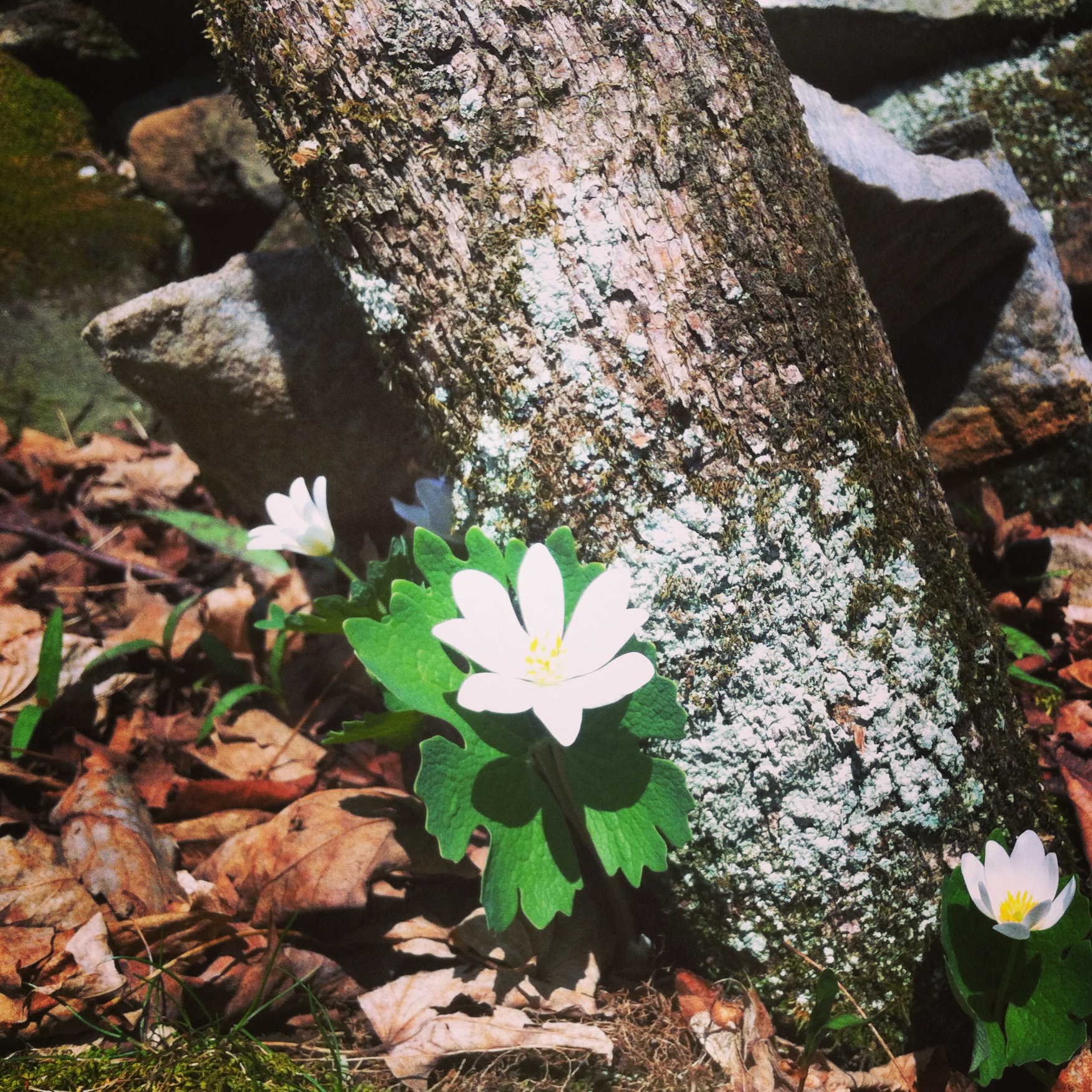 FREE Spring Webinar - Old Ways Herbal: Juliette Abigail Carr